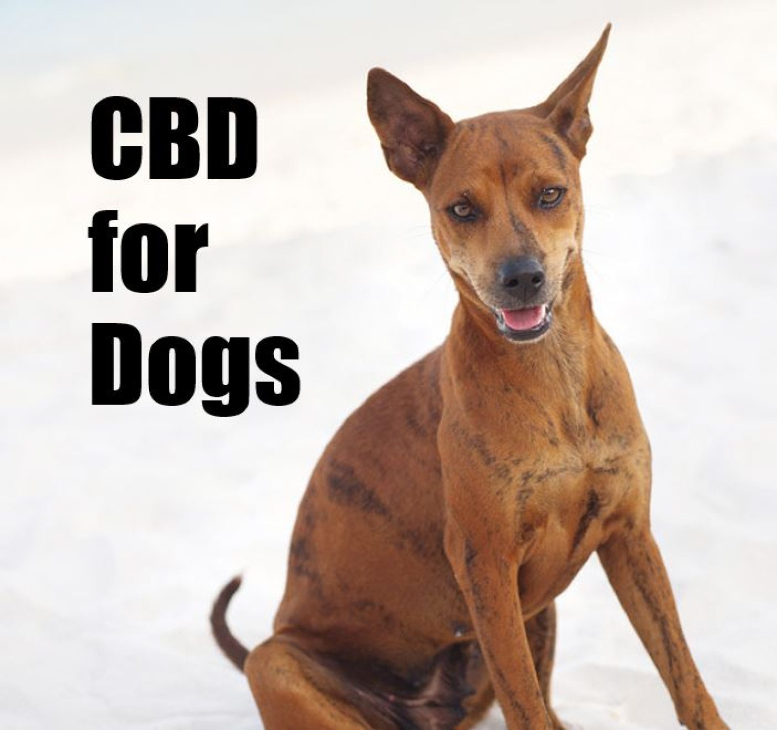 CBD for dogs - health benefits!