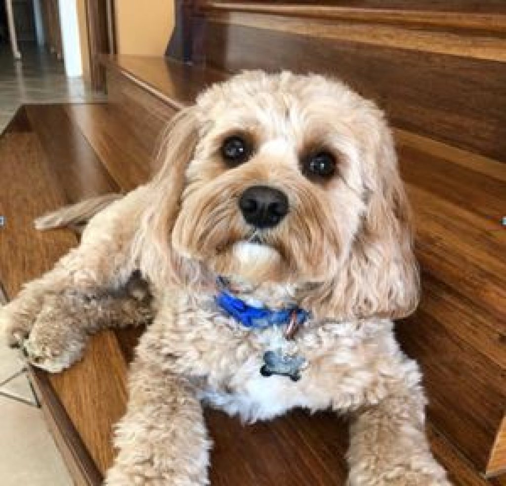 Cavoodle Breed Information (Cavapoo)
