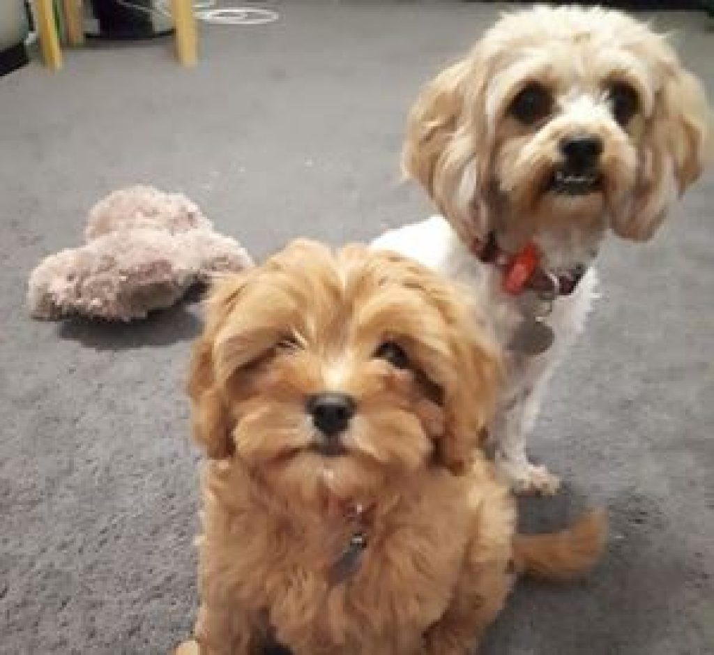 Cavoodle Breed Information (Cavapoo)