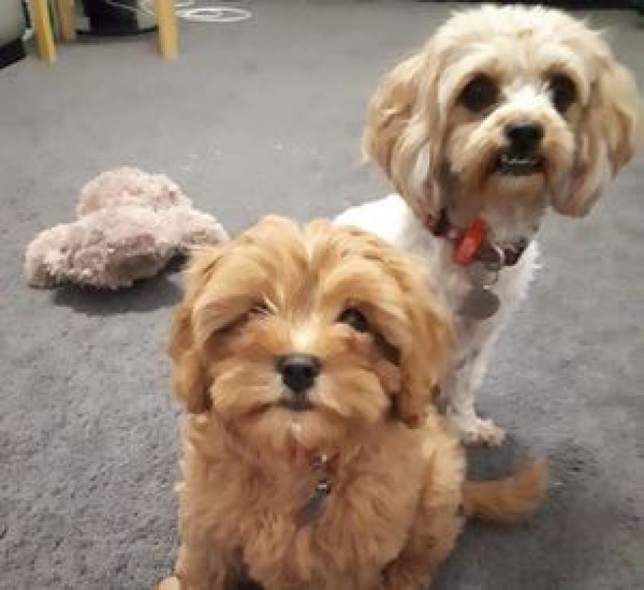 Cavoodle Breed Information (Cavapoo)
