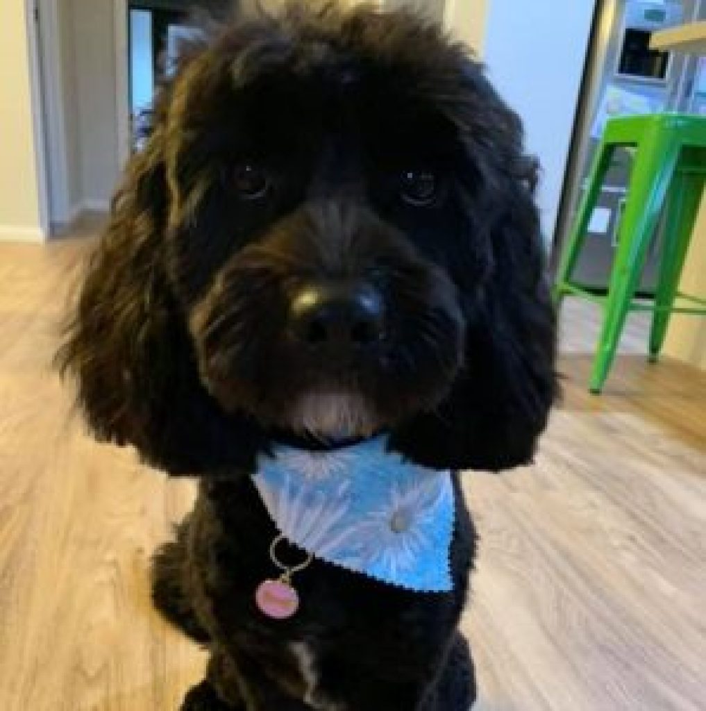 Cavoodle Breed Information (Cavapoo)