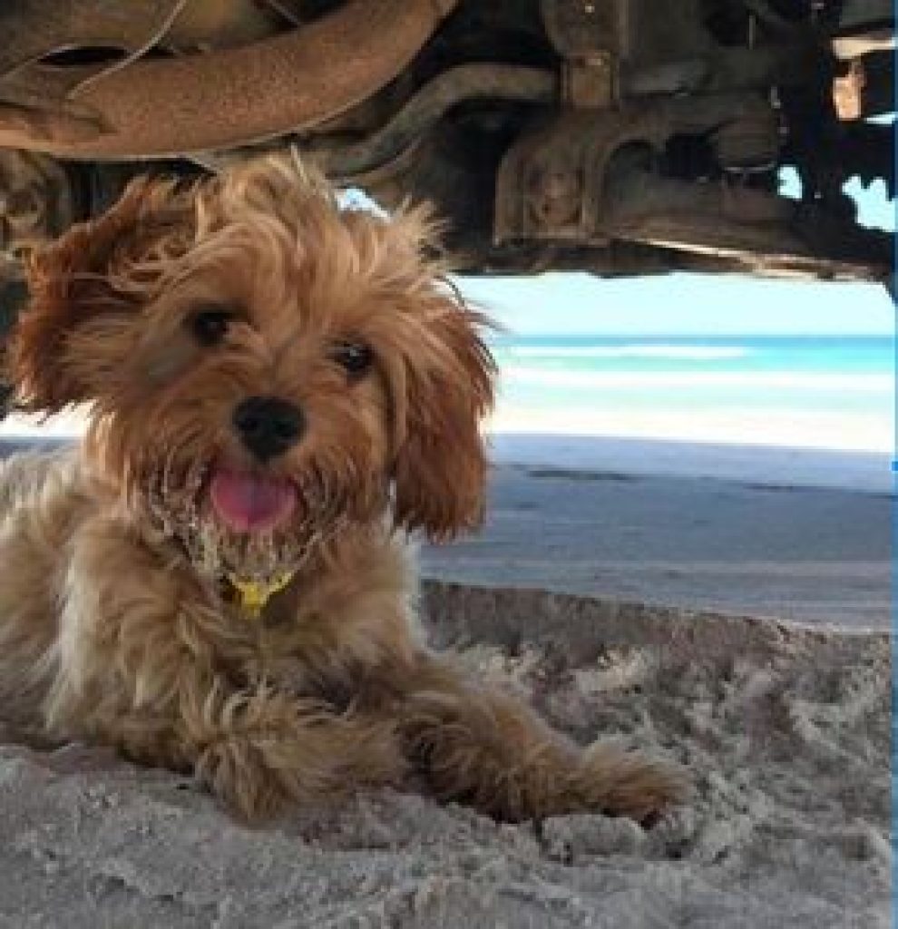 Cavoodle Breed Information (Cavapoo)