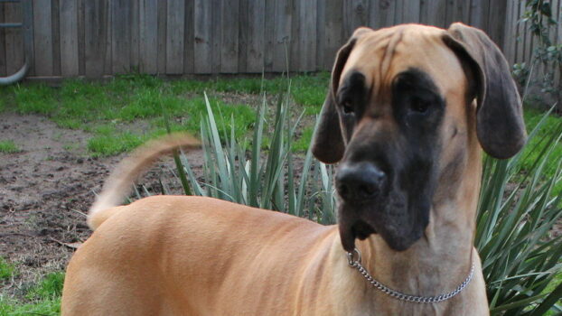 Good-o Dog Food Review