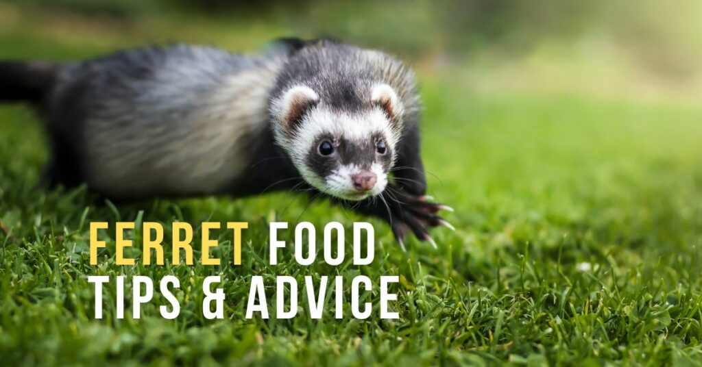 Ferret Food