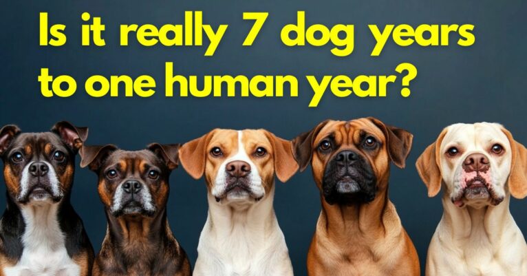 The truth about dog years to human years
