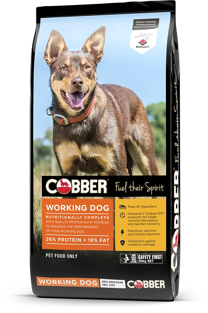 Cobber Working Dog Review